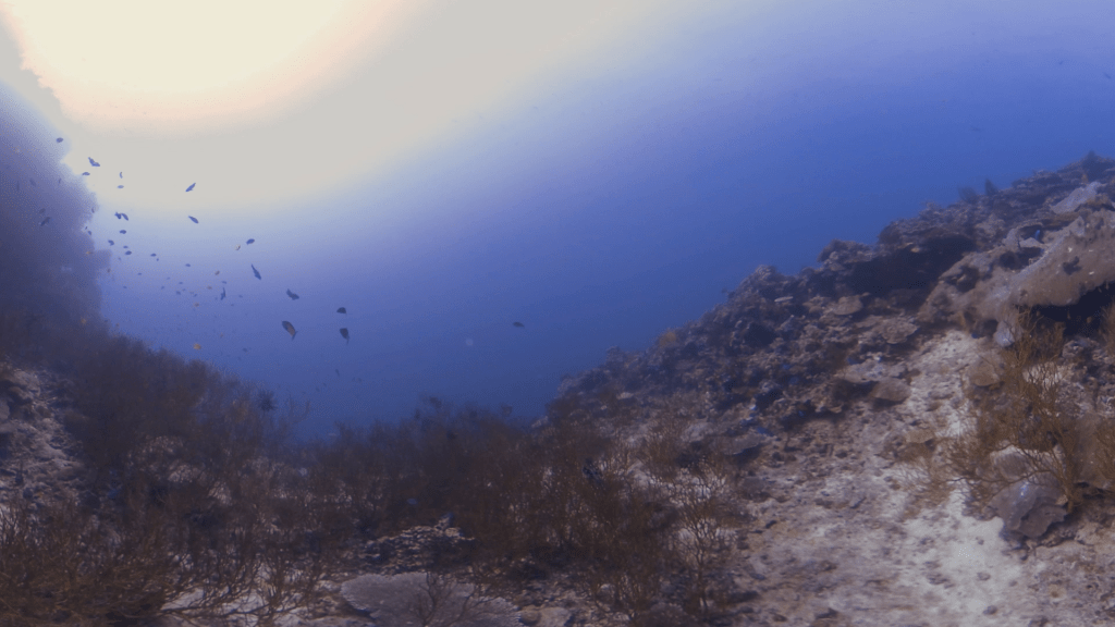 Sunlit Deep Reef Channel with Schooling Fish - Immersive Medium