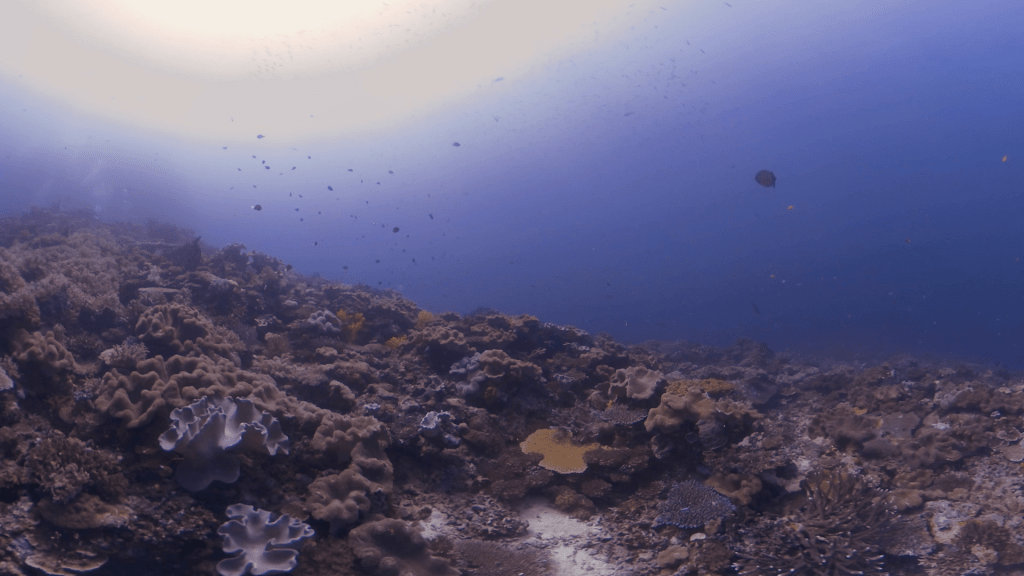 Sunlit Coral Reef Slope with Fish - Immersive Medium