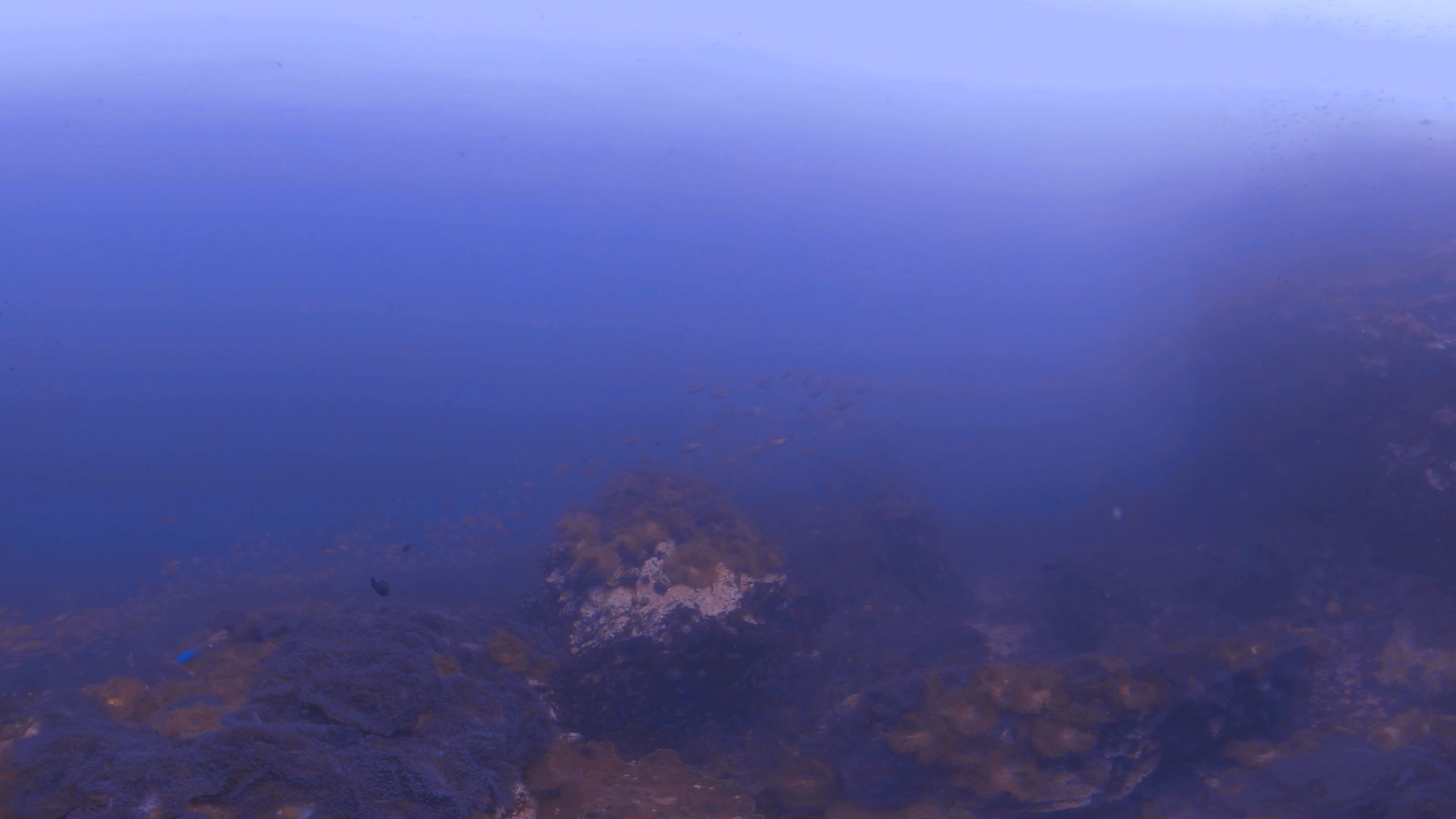 Anemone Bloom & Reef Fish Haven - Immersive Medium
