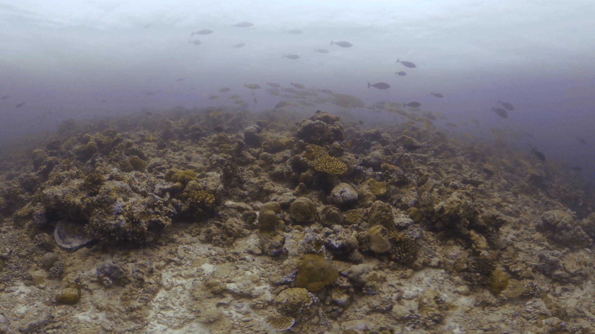 Reef Top Schooling Dynamics - Immersive Medium